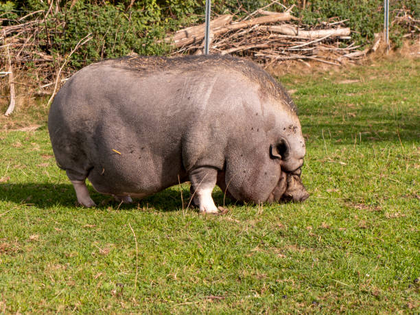 Steam Community :: Guide :: how to tame pig 2.0