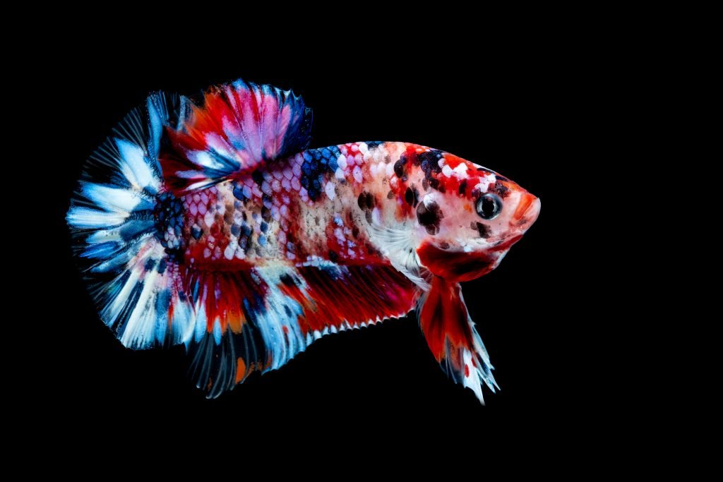 Steam Community :: Aquarist