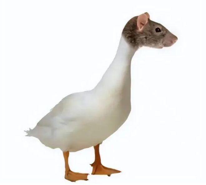 Steam Community :: Goose Goose Duck