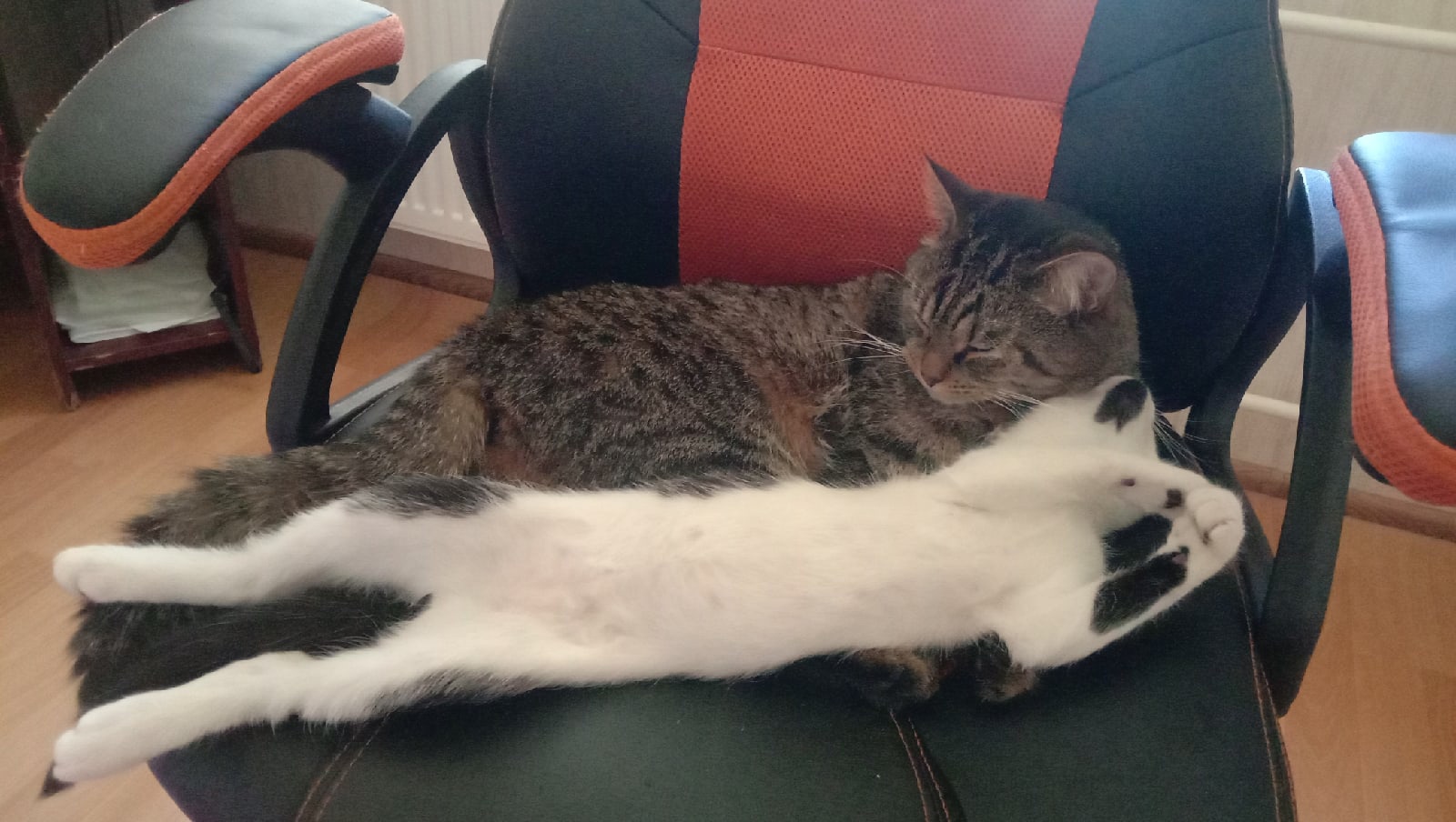 Steam Community :: Guide :: smart cats to look at while queuing for a game