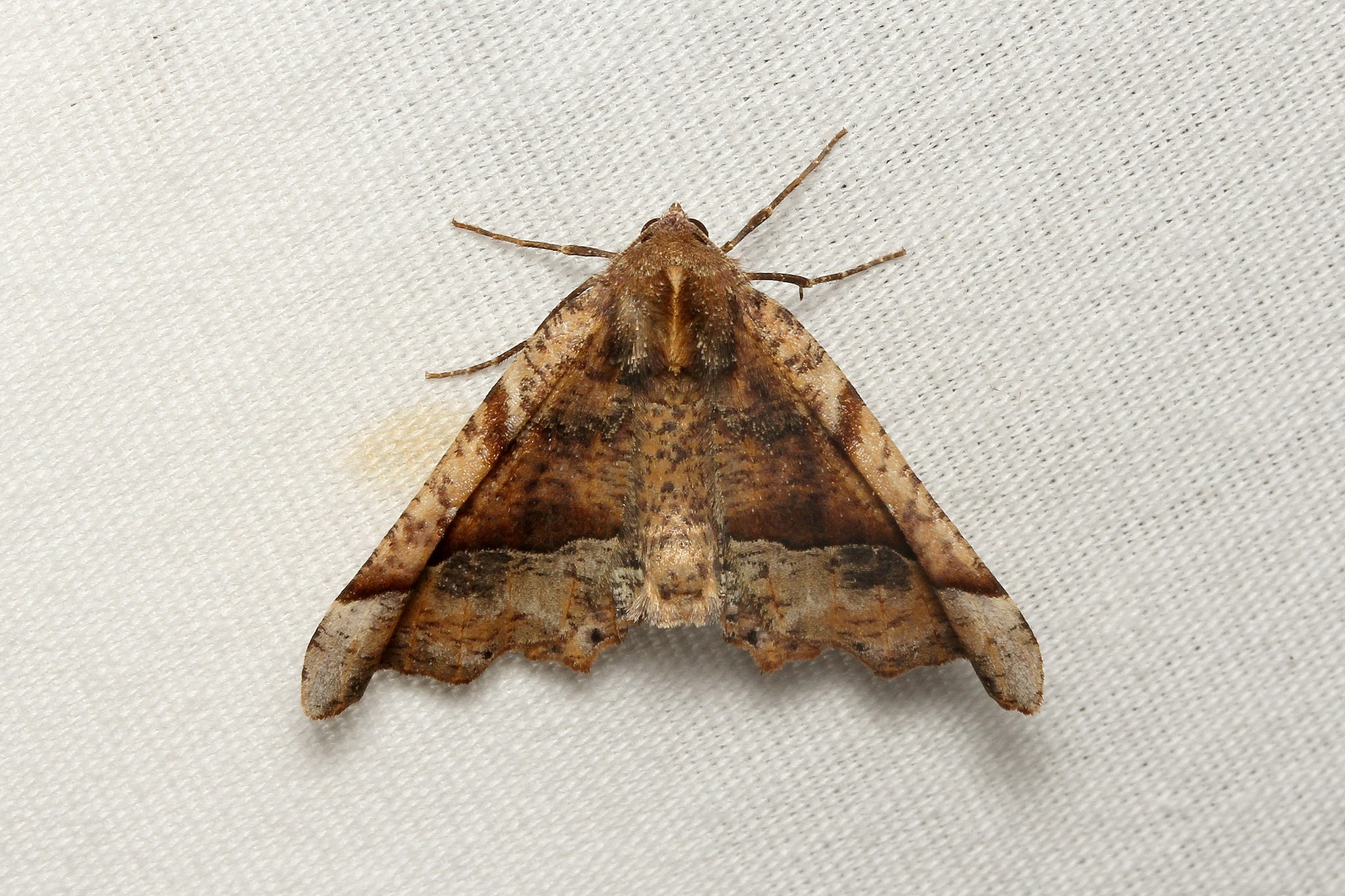 Steam Community :: Guide :: 1,500 images of moths