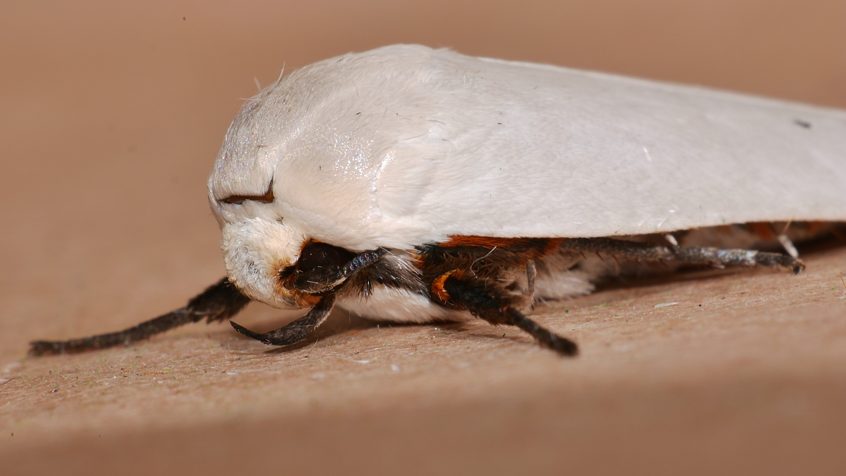 Steam Community :: Guide :: 1,500 images of moths