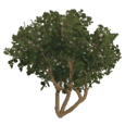Steam Community :: Guide :: Wildmender 100% Achievement Guide