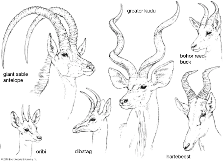 Steam Community :: Guide :: HOW TO MAKE HORNS (STEP-BY-STEP) + PHOTOS