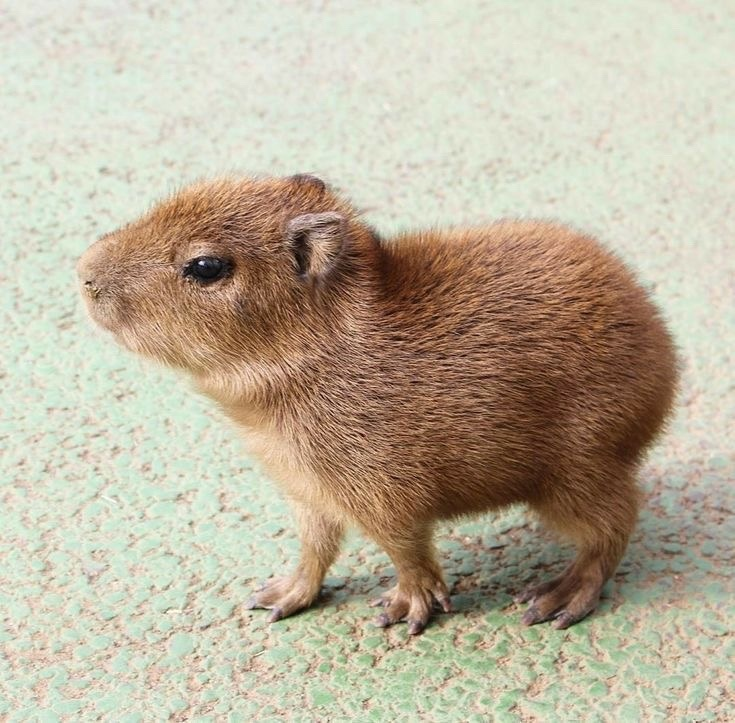 Steam Community :: Capybara Spa
