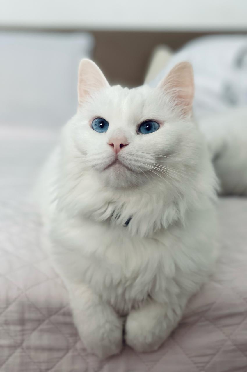 Steam Community :: 100 March Cats