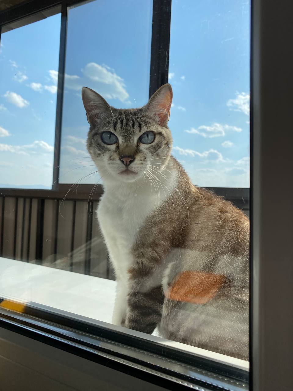 Steam Community :: 100 March Cats
