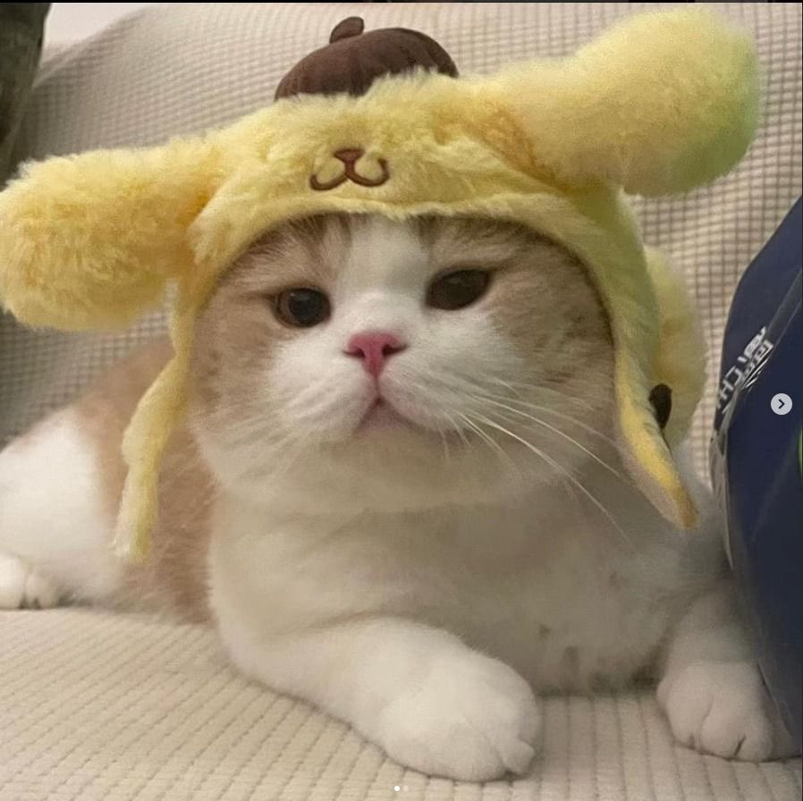 Steam Community :: Guide :: cute cats to look at while queuing for a ...