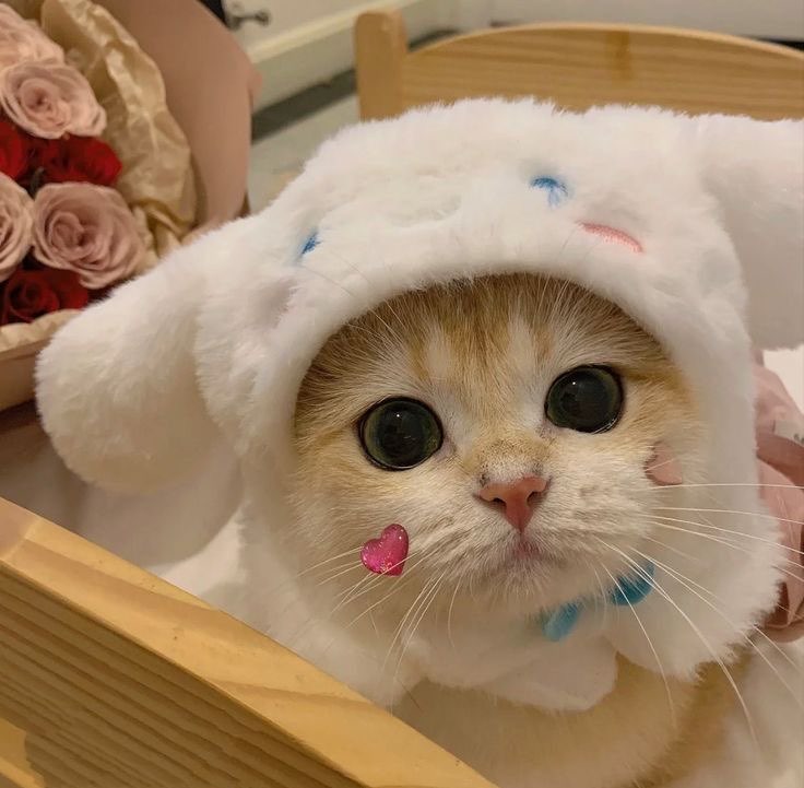 Steam Community :: Guide :: cute cats to look at while queuing for a ...