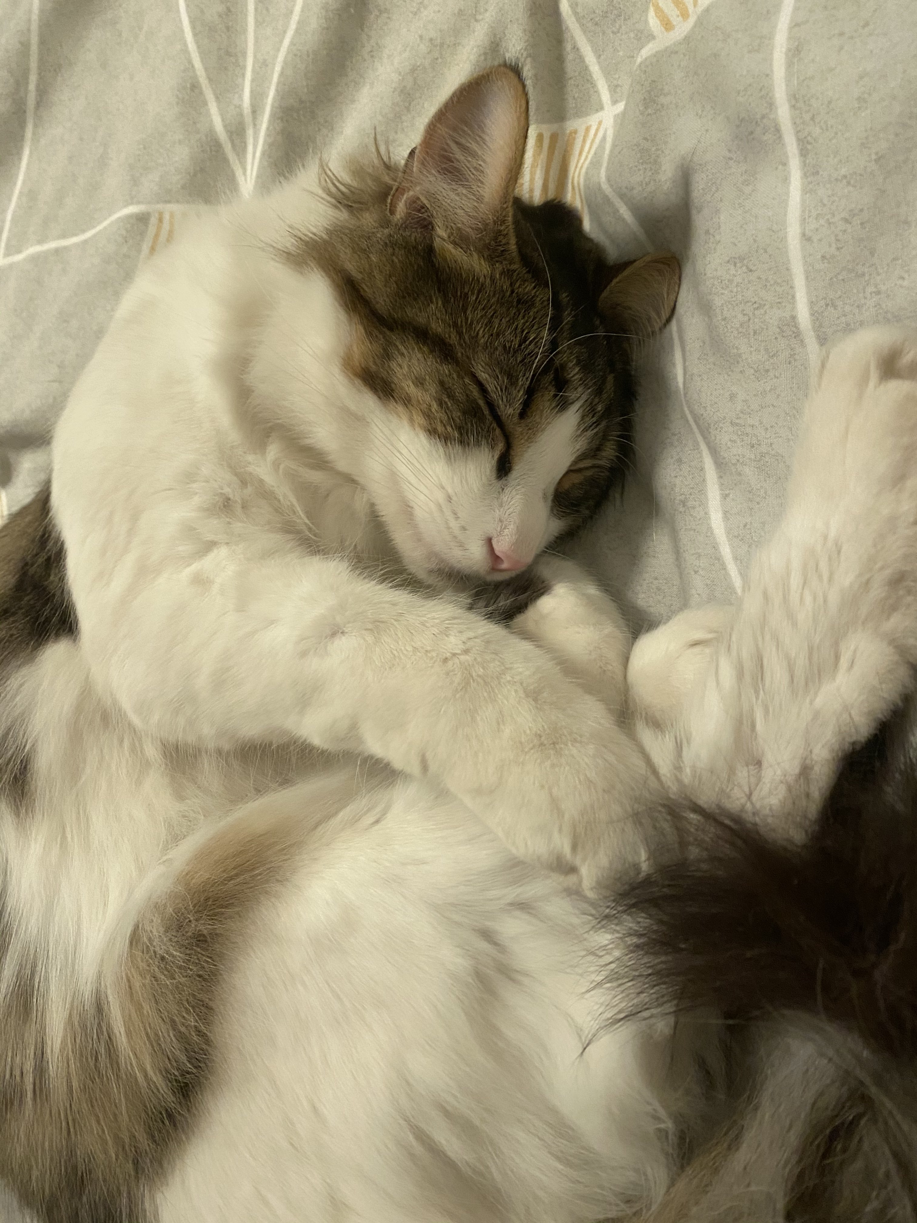 Steam Community :: Guide :: Click the Cat