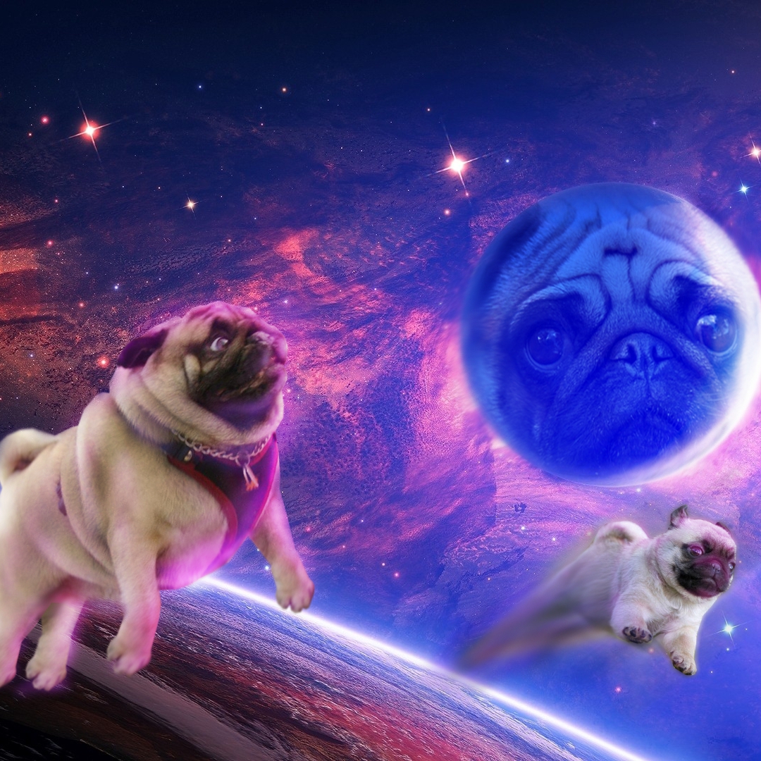 Steam Workshop::Space pug