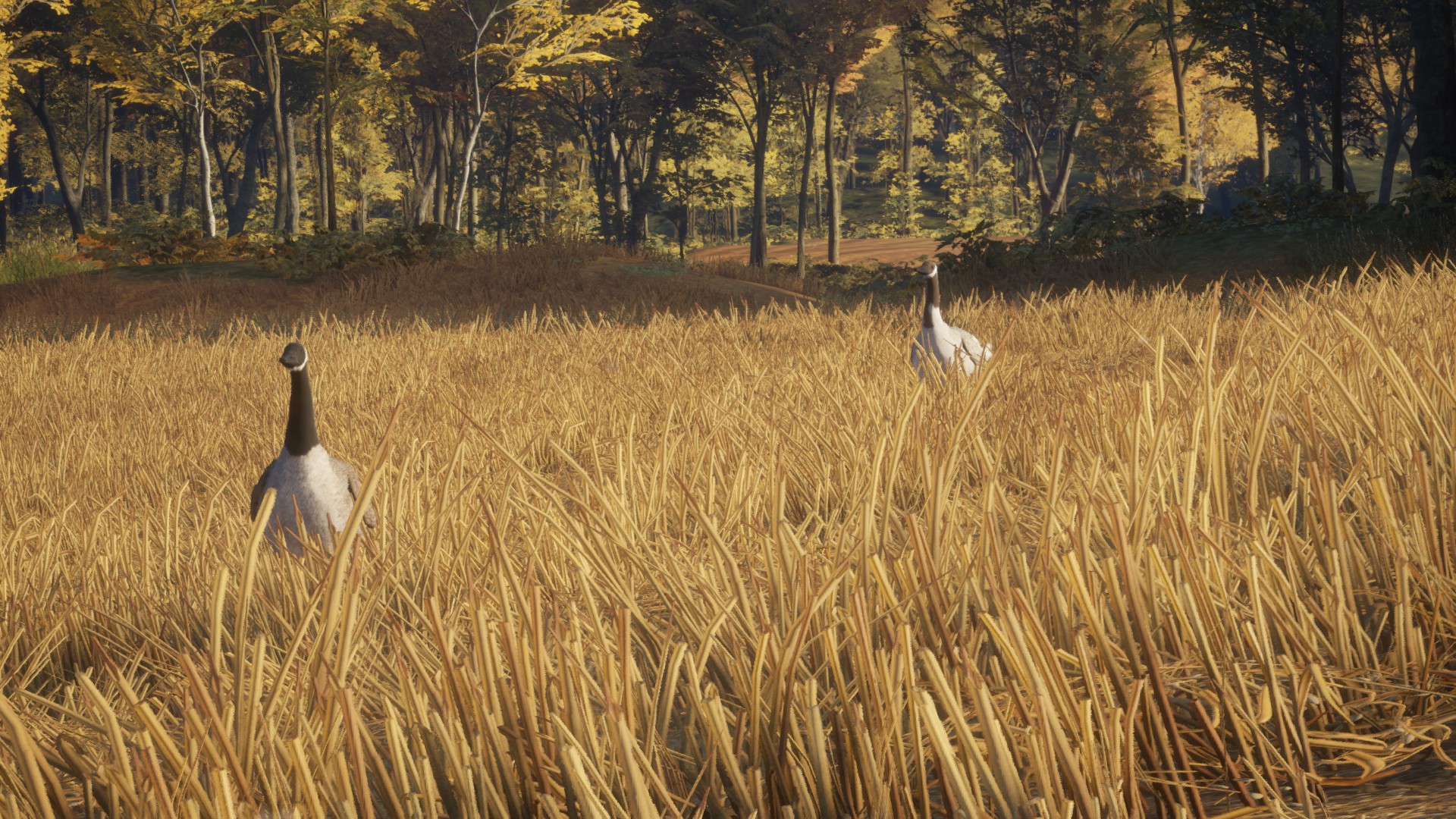 Steam Community :: Guide :: Canada Geese and how to hunt them